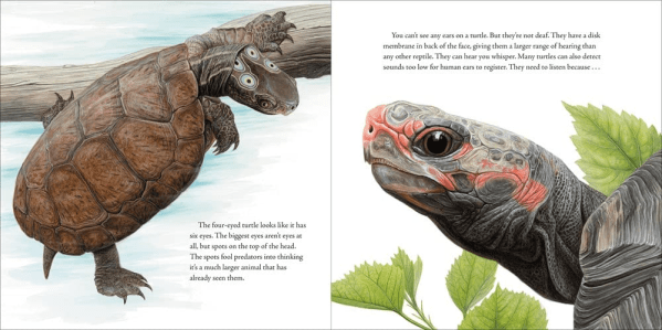 The Book of Turtles by Sy Montgomery, illustrated by Matt Patterson | A ...